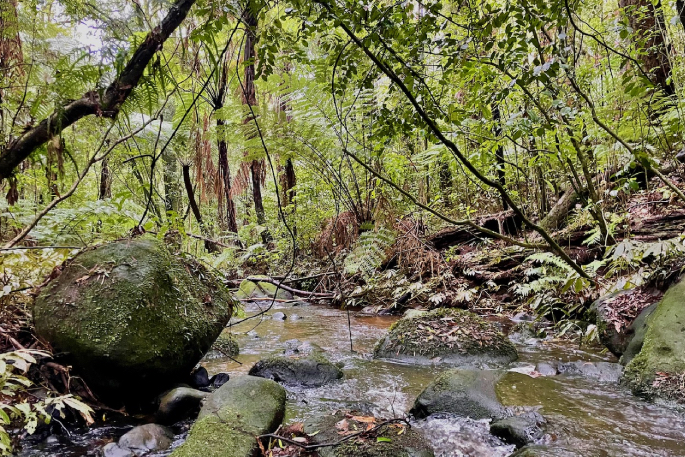 SunLive - Waipā ecological corridor helps native wildlife - The Bay's ...