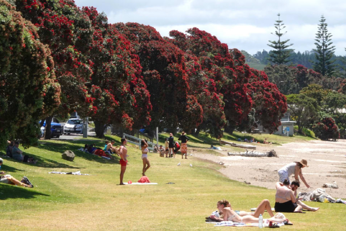SunLive - This summer's spectacular show of pōhutukawa - The Bay's News ...