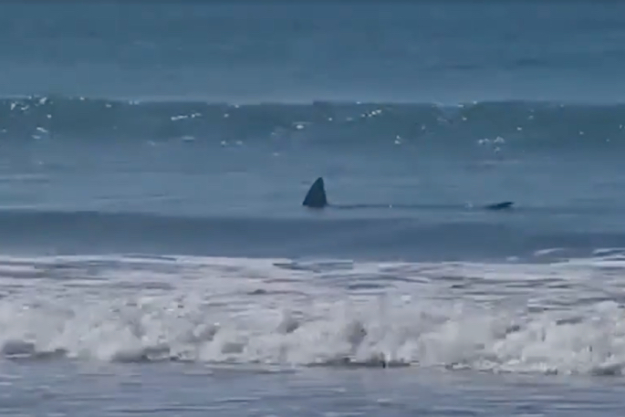 SunLive - Mount Maunganui shark encounter - The Bay's News First SunLive - Mount Maunganui shark encounter - The Bay's News First