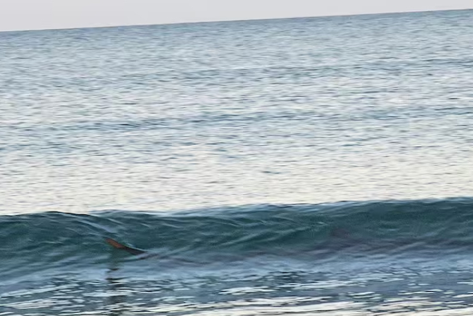 SunLive - Mount Maunganui shark encounter - The Bay's News First SunLive - Mount Maunganui shark encounter - The Bay's News First