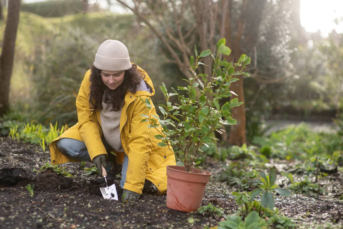 SunLive - Size, spacing: tips for planting out in the garden - The Bay ...
