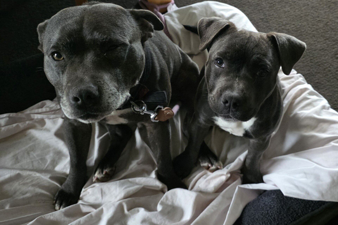 SunLive - Family desperate to find missing dogs - The Bay's News First