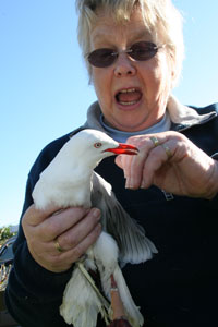 SunLive - Biting the finger that feeds - The Bay's News First