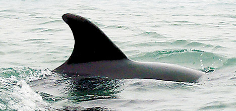 SunLive - Moko swims at whale - The Bay's News First