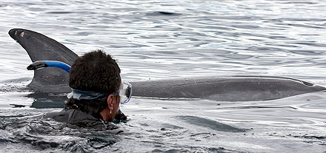 SunLive - Keep clear of Moko - The Bay's News First