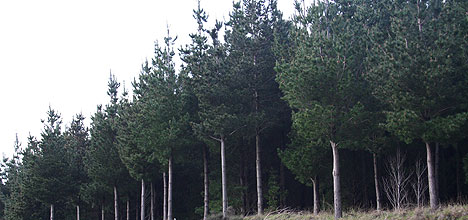 SunLive - Forestry company fined $80k - The Bay's News First