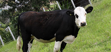 SunLive - Lake Rotoma action plan approved - The Bay's News First