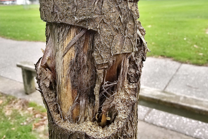 SunLive - BOP family mourns second loss of memorial tree - The Bay's ...