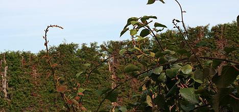 SunLive - Wild vines under control - The Bay's News First