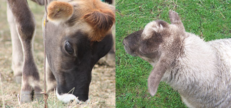 SunLive - Maori farmers to show their best - The Bay's News First