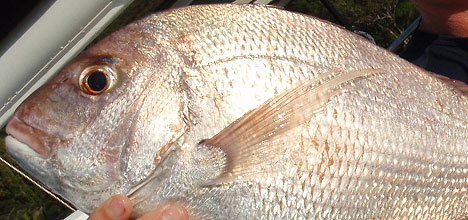 SunLive - Snapper deaths unsolved - The Bay's News First