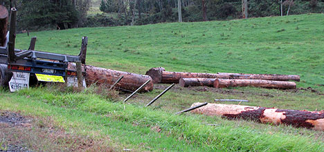 SunLive - No injury log crash â€˜amazingâ€™ - The Bay's News First