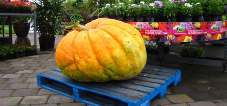 SunLive - Pumpkins wow judges at comp - The Bay's News First