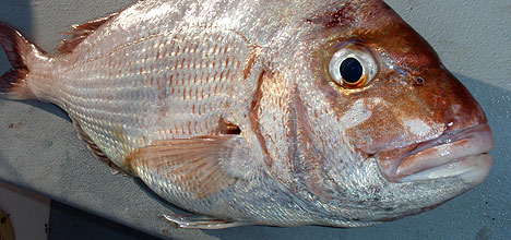 SunLive - Plenty of snapper about - The Bay's News First