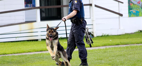 SunLive - Police dogs on display - The Bay's News First