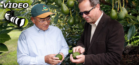 SunLive - Teaching Japanese to eat avos - The Bay's News First