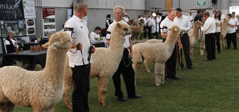 SunLive - Alpaca on show - The Bay's News First