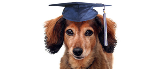 SunLive - SPCA turns educator - The Bay's News First
