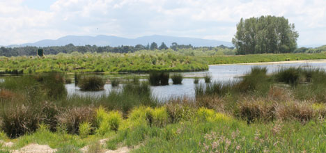 SunLive - New wetland valuable for region - The Bay's News First