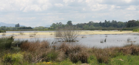 SunLive - New wetland valuable for region - The Bay's News First