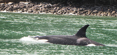 SunLive - Orca spotted in Pilot Bay - The Bay's News First