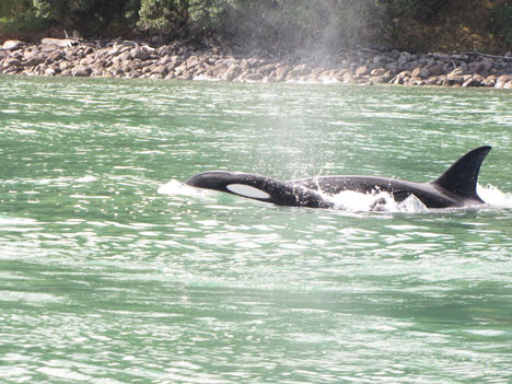 SunLive - Orca spotted in Pilot Bay - The Bay's News First