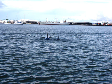 SunLive - Orca spotted in Pilot Bay - The Bay's News First