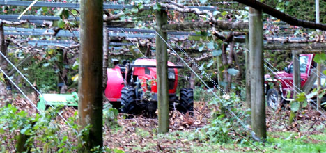 SunLive - Man injured on Te Puna orchard - The Bay's News First