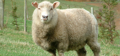 SunLive - No plea in fatal sheep attack - The Bay's News First