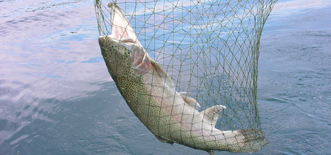 SunLive - Lake Rotoiti tops trout opening - The Bay's News First