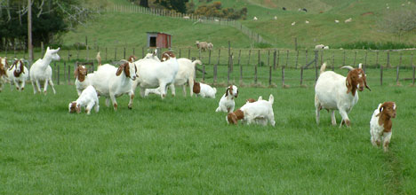 SunLive - Goat shooting case adjourned - The Bay's News First