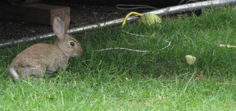 SunLive - Rabbit culling ‘long overdue’ - The Bay's News First