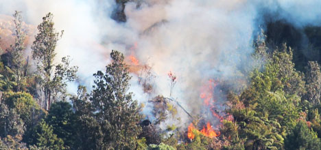 SunLive - Burn sparks Te Puna bush fire - The Bay's News First