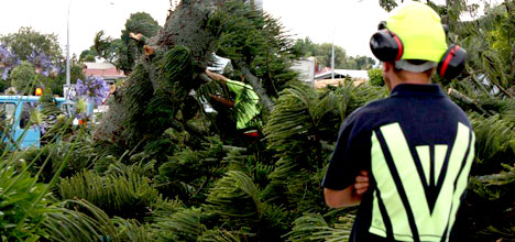 SunLive - Bethlehem pine gets the chop - The Bay's News First