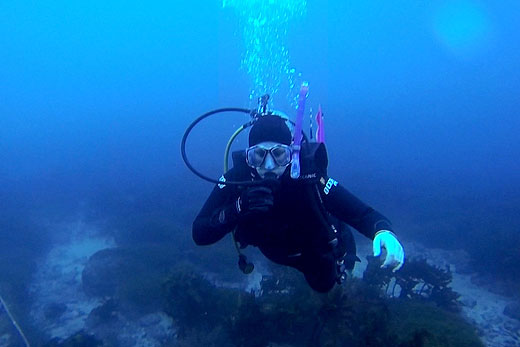 SunLive - Spring, scuba diving & scallops - The Bay's News First