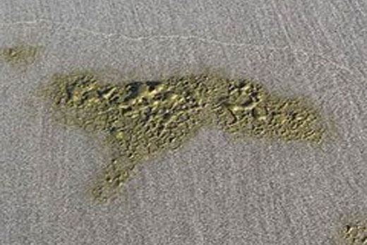SunLive - Sludge found on beaches - The Bay's News First