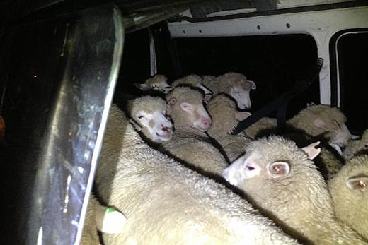 SunLive - Youth arrested for stealing sheep - The Bay's News First