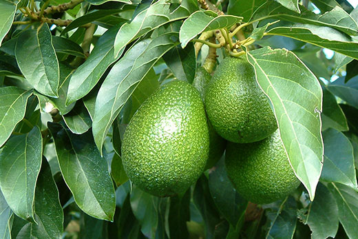 SunLive - Innovation drives avocado returns - The Bay's News First