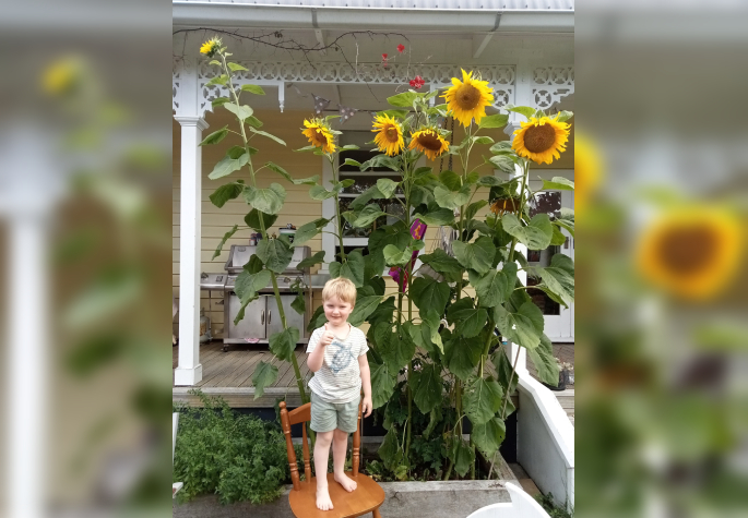 SunLive - Little gardeners grow the tallest sunflowers - The Bay's News ...