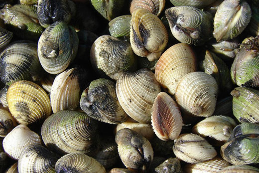 SunLive - Seafood treats for your plate - The Bay's News First