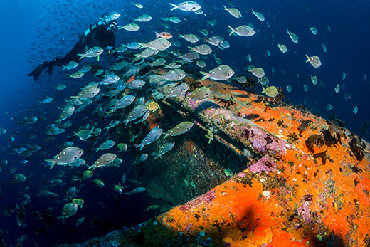 SunLive - Rena wreck to stay on reef - The Bay's News First