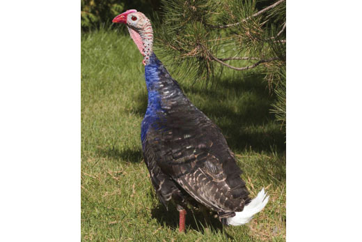 SunLive - Te Purkeys unmasked - The Bay's News First