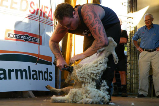 SunLive - Avoid the pain of shearing - The Bay's News First