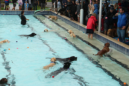 SunLive - Bark in the pool makes a splash - The Bay's News First