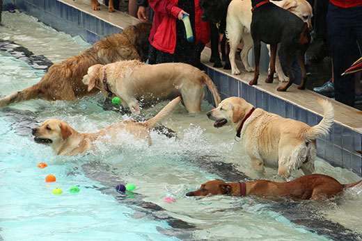 SunLive - Bark in the pool makes a splash - The Bay's News First