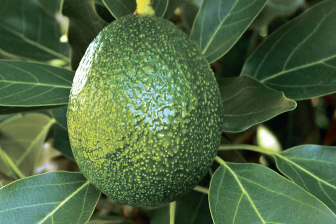 SunLive - Say hello to the new avocado - The Bay's News First