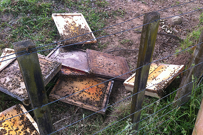 SunLive - Beehives stolen from Tauranga roadside - The Bay's News First