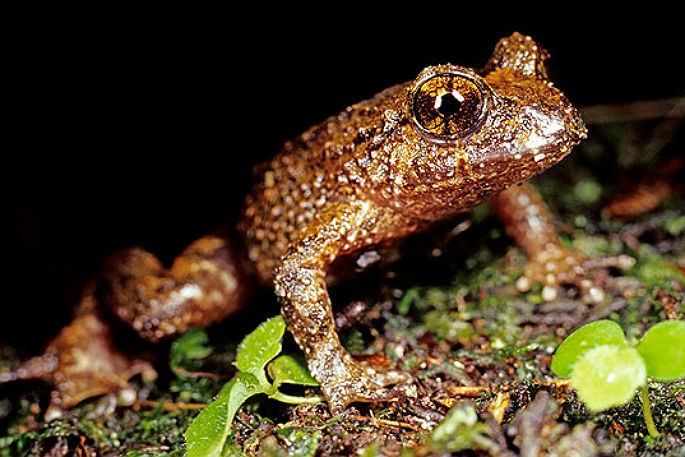 SunLive - Native frog gets Bay sanctuary - The Bay's News First