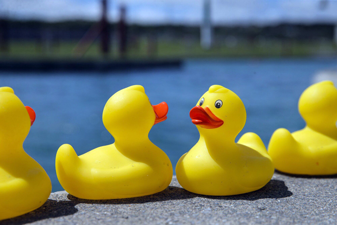 SunLive - Thousands expected for annual duck race - The Bay's News First