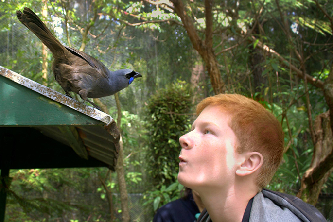 SunLive - Oscar talks birds - The Bay's News First